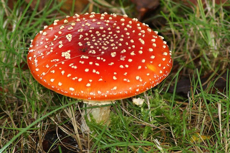 Sabores de Portugal - Míscaros; Tricholoma equestre ou Tricholoma ...