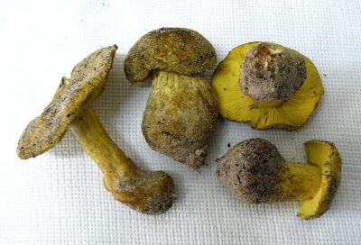 Sabores de Portugal - Míscaros; Tricholoma equestre ou Tricholoma ...