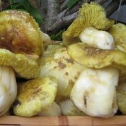 Sabores de Portugal - Míscaros; Tricholoma equestre ou Tricholoma ...