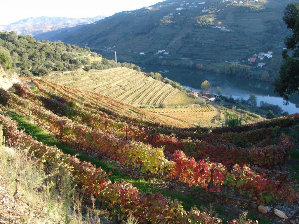 O Vinho no Concelho de Mesão Frio | Clube de Vinhos Portugueses