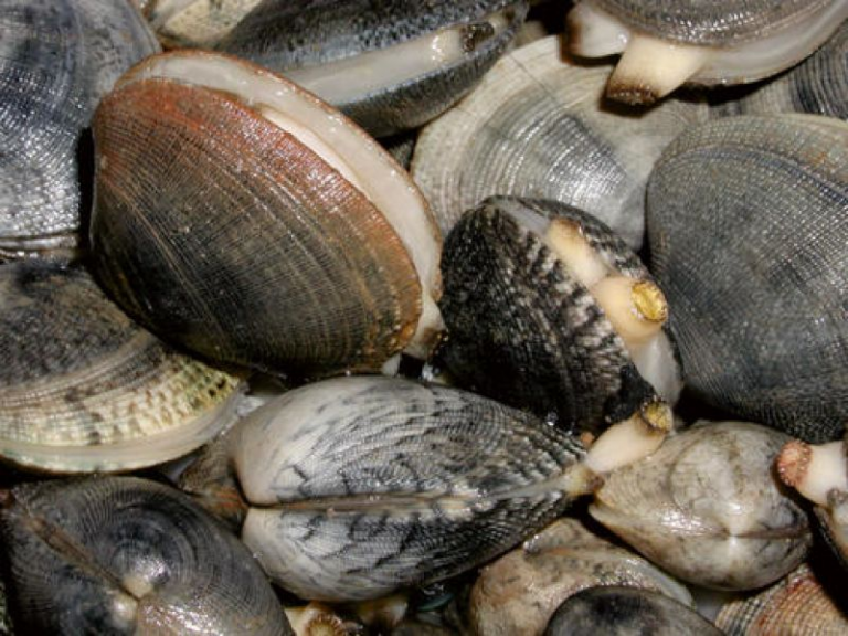 As típicas Amêijoas à Bulhão Pato | Clube de Vinhos Portugueses