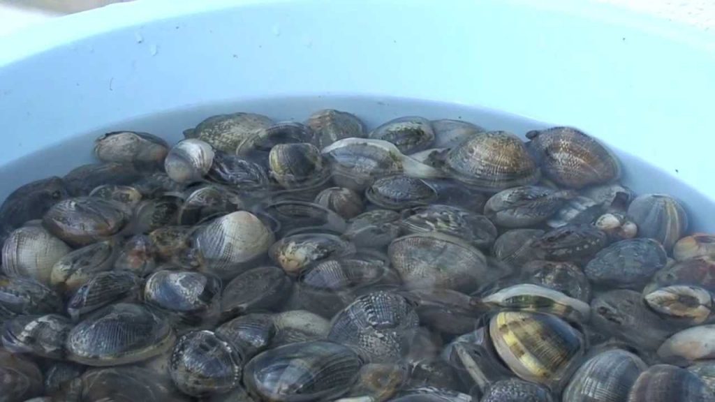 As típicas Amêijoas à Bulhão Pato | Clube de Vinhos Portugueses