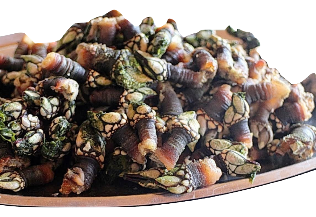 Percebes um sabor agarrado à rocha | Clube de Vinhos Portugueses