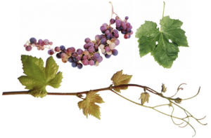 Negra Mole a casta do Algarve | Clube de Vinhos Portugueses